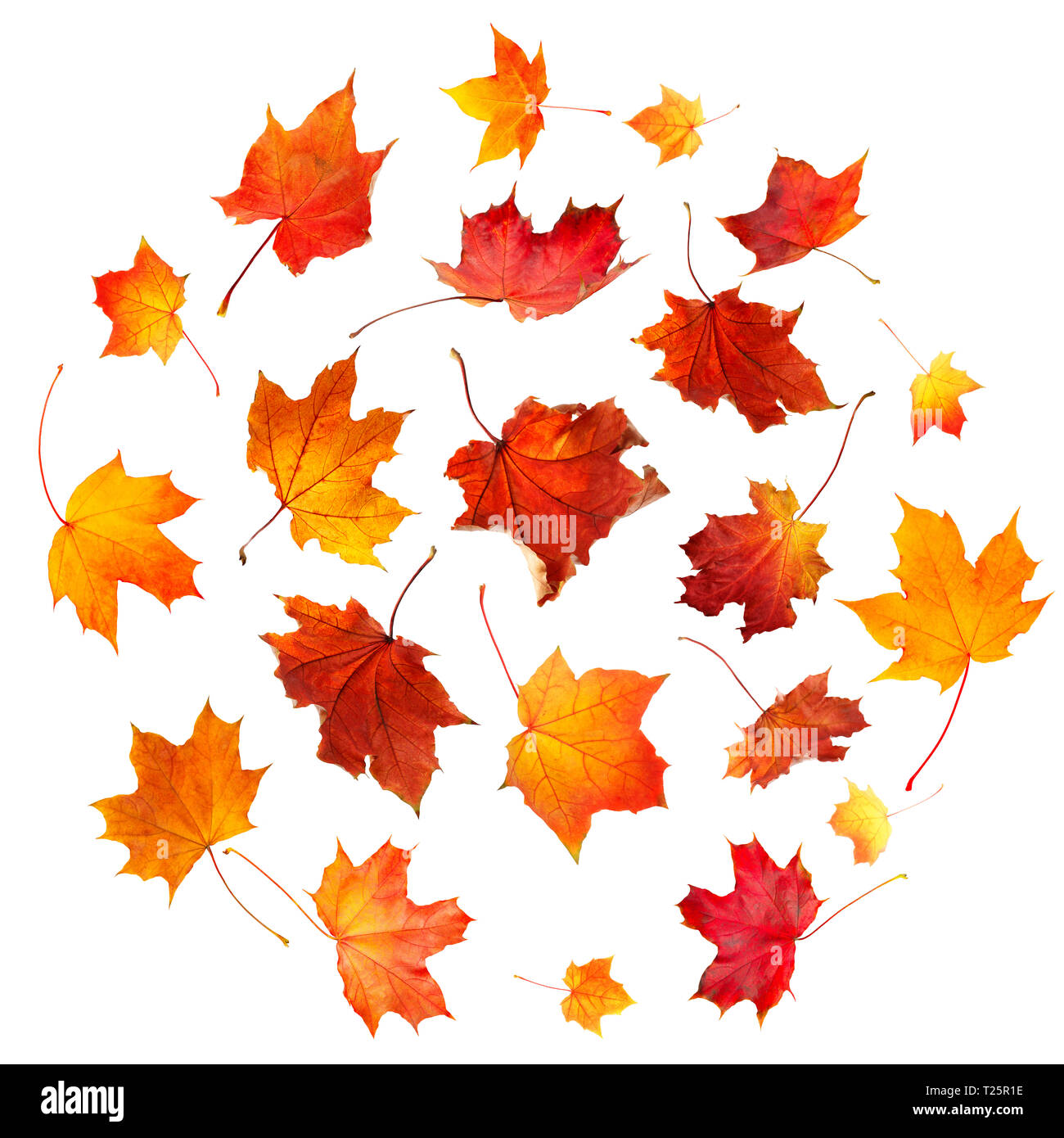 Spin circle of natural autumn orange leaves Isolated on white ...