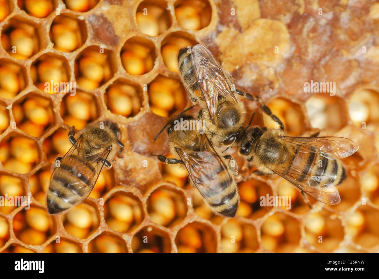 Hardworking bees hi-res stock photography and images - Alamy