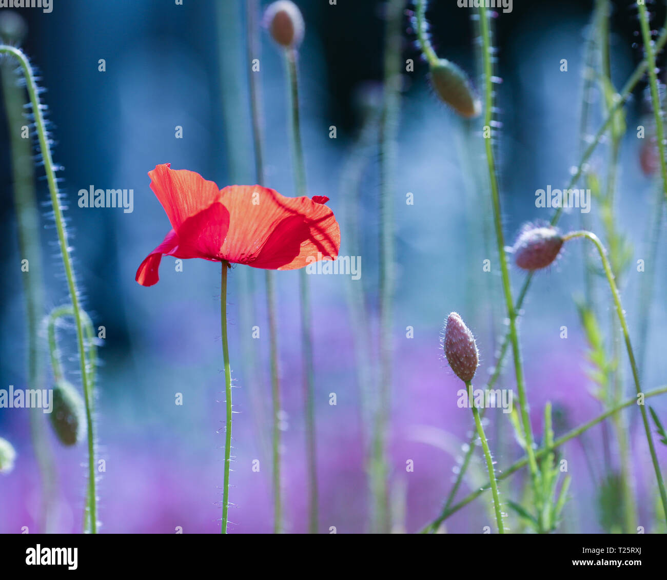 Flower red poppy on the dark blue background Stock Photo - Alamy