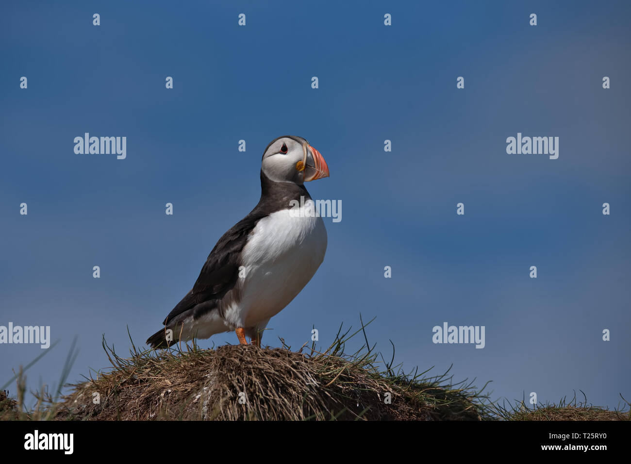 Sea parrots hi-res stock photography and images - Alamy