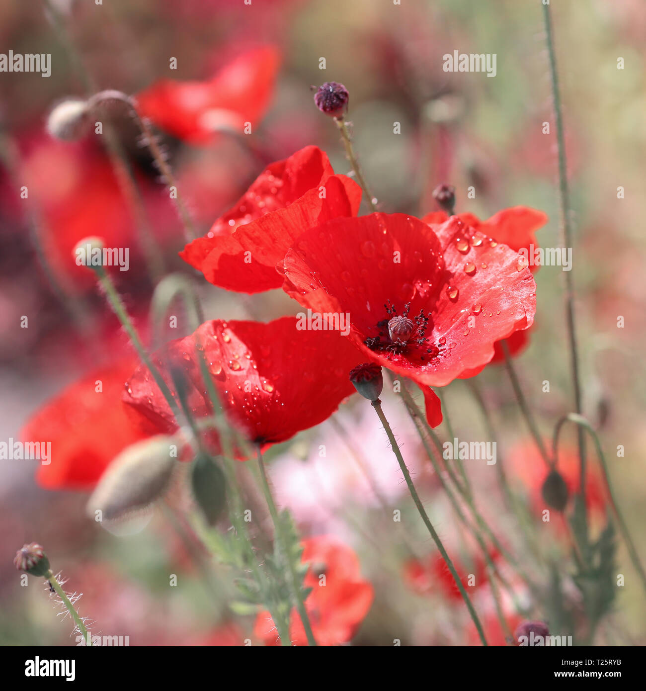 Red poppy closeup hi-res stock photography and images - Alamy