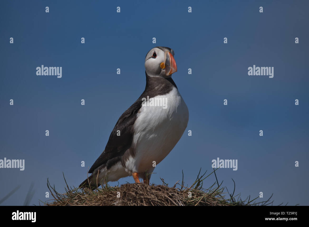 Sea parrots hi-res stock photography and images - Alamy