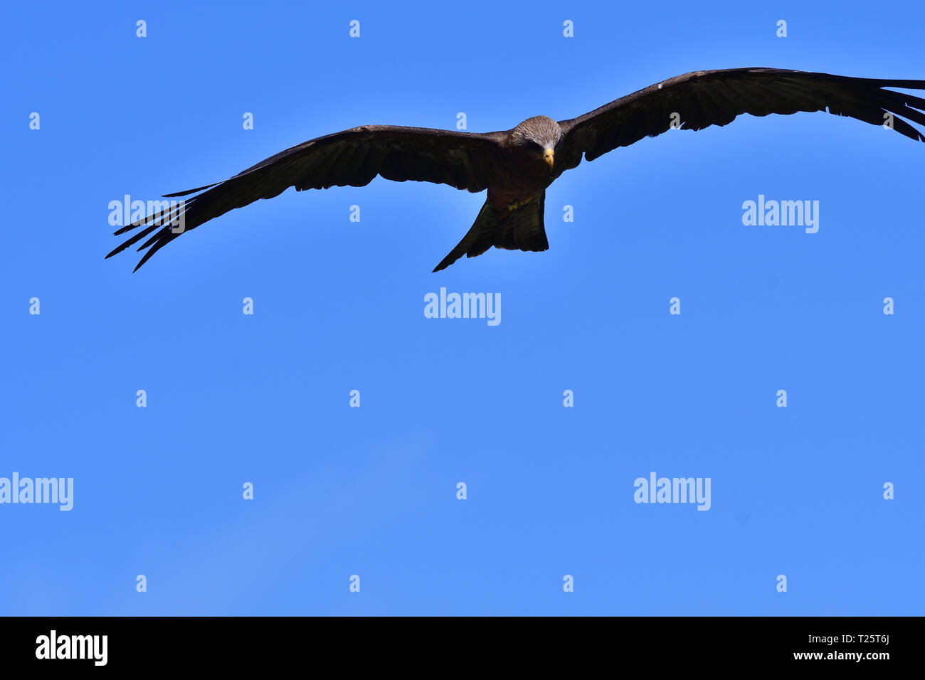 Close up of a black kite (milvus migrans) flying during a falconry ...