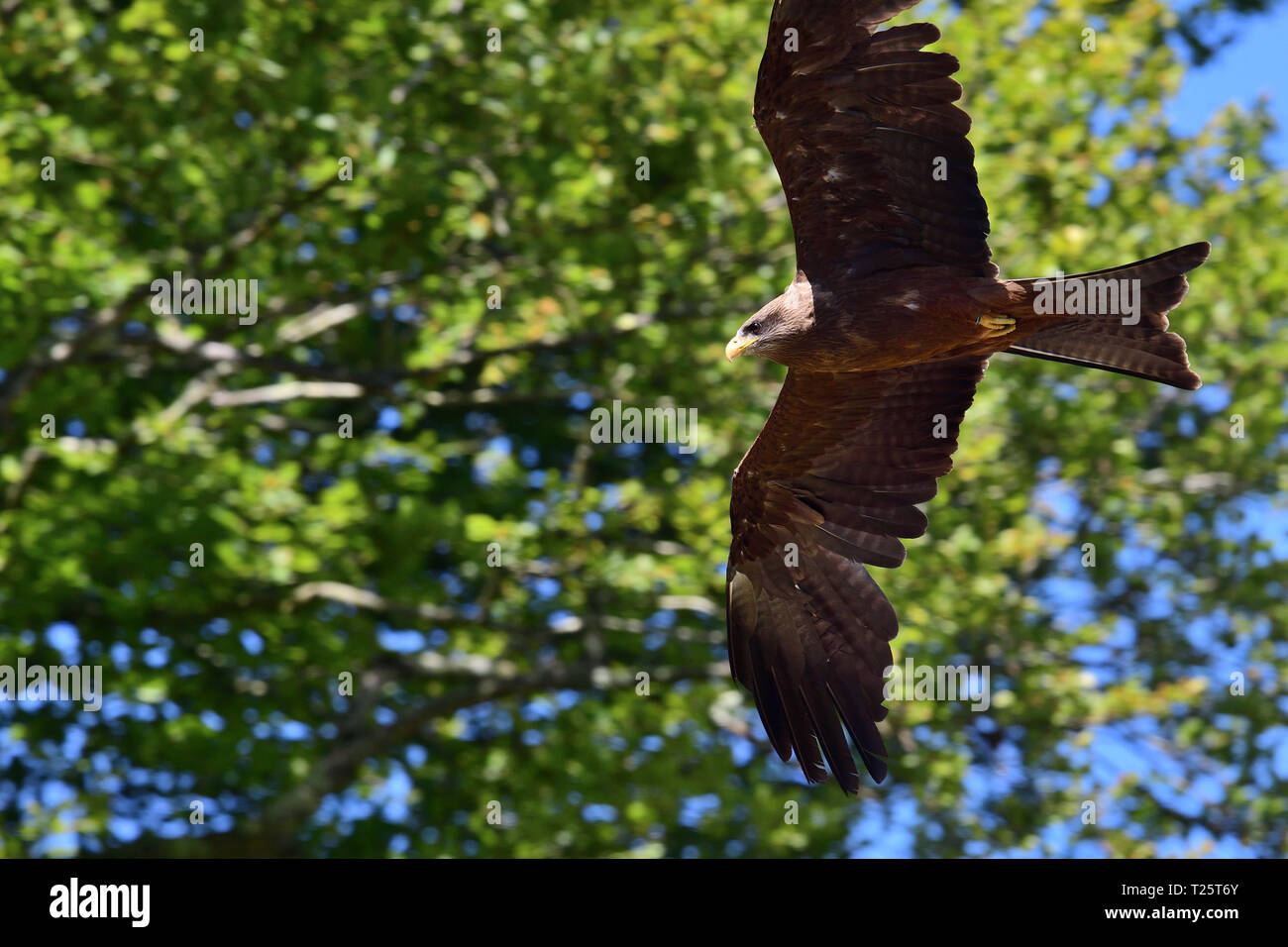 Close up of a black kite (milvus migrans) flying during a falconry ...