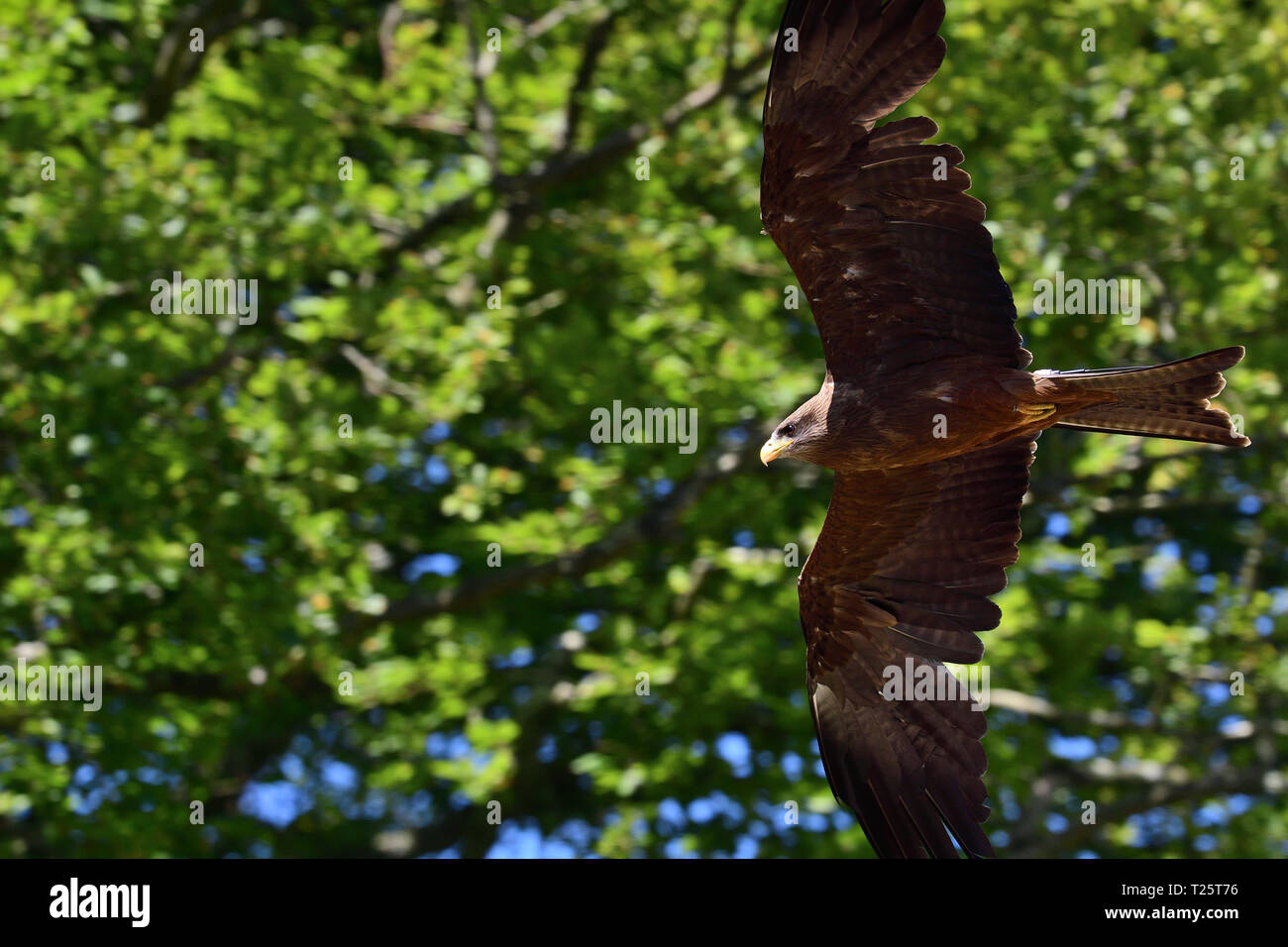 Close up of a black kite (milvus migrans) flying during a falconry ...