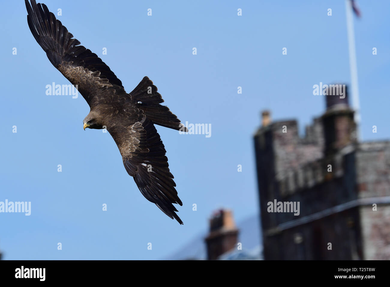 Close up of a black kite (milvus migrans) flying during a falconry ...