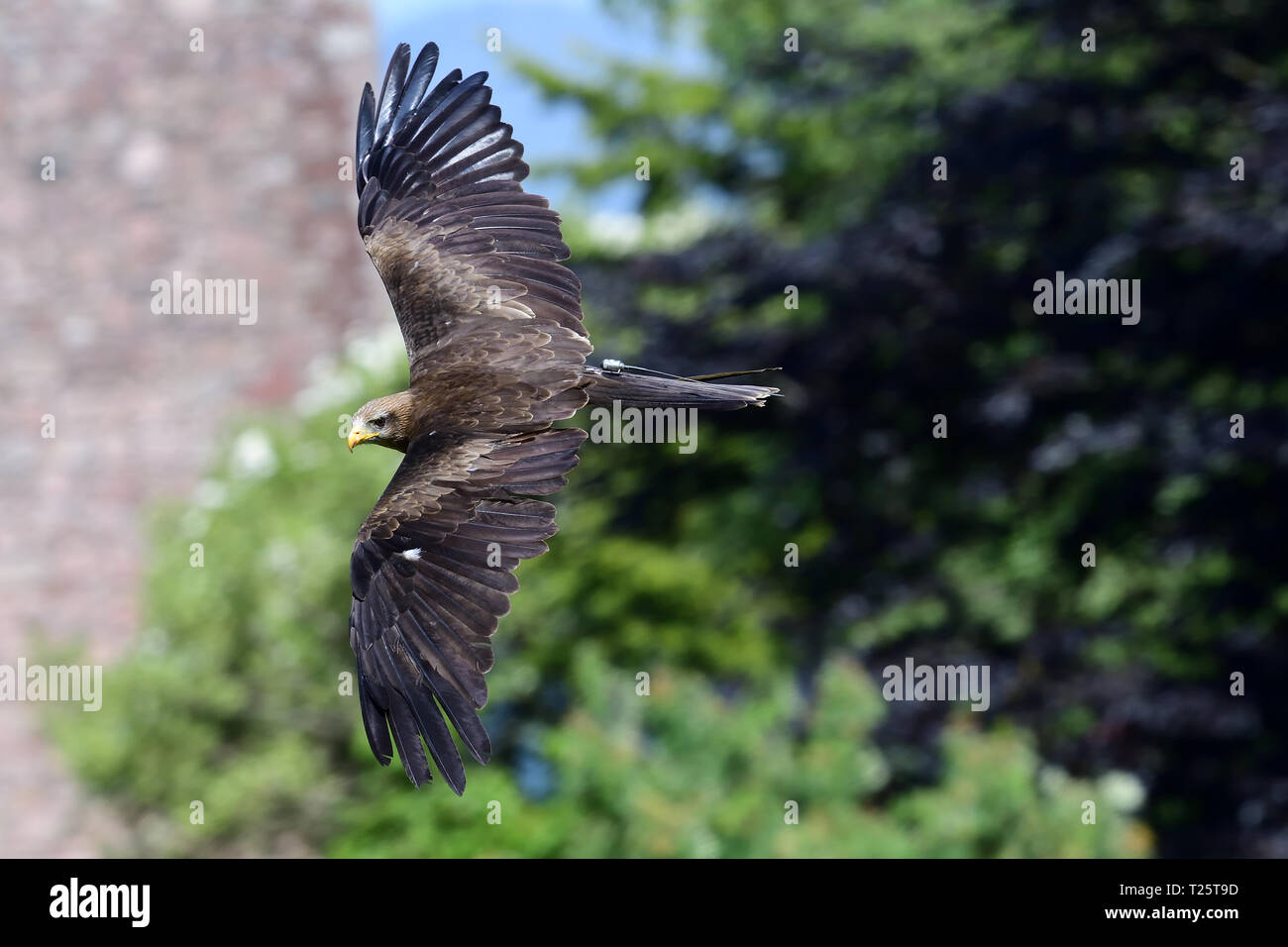 Close up of a black kite (milvus migrans) flying during a falconry ...