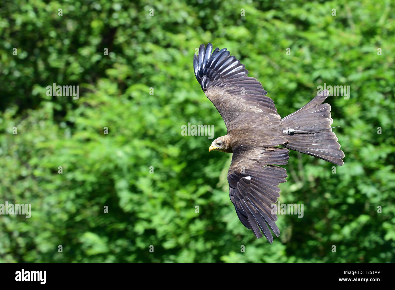 Close up of a black kite (milvus migrans) flying during a falconry ...