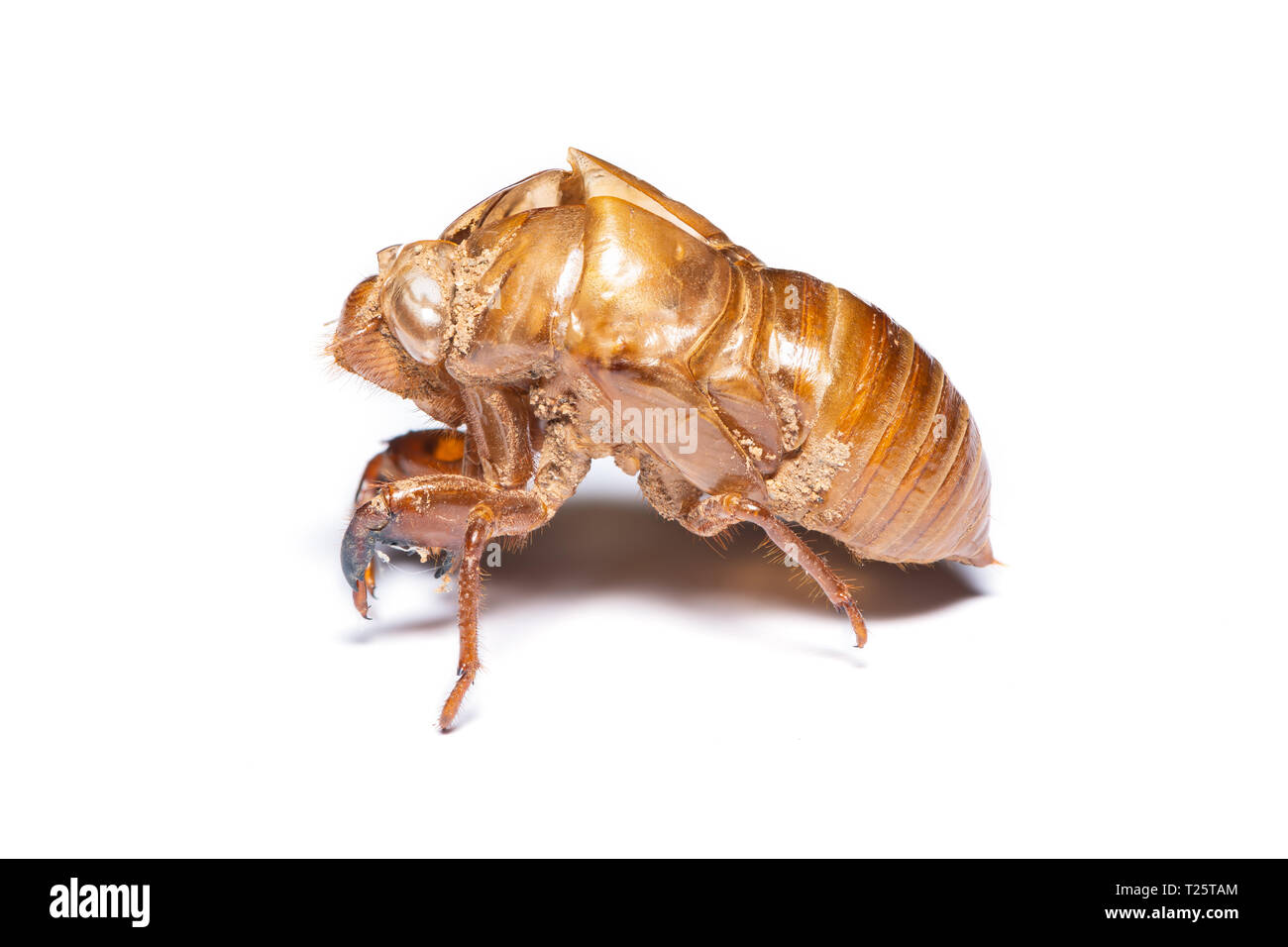 Close-up photo of empty cicada shell isolated on white background Stock ...