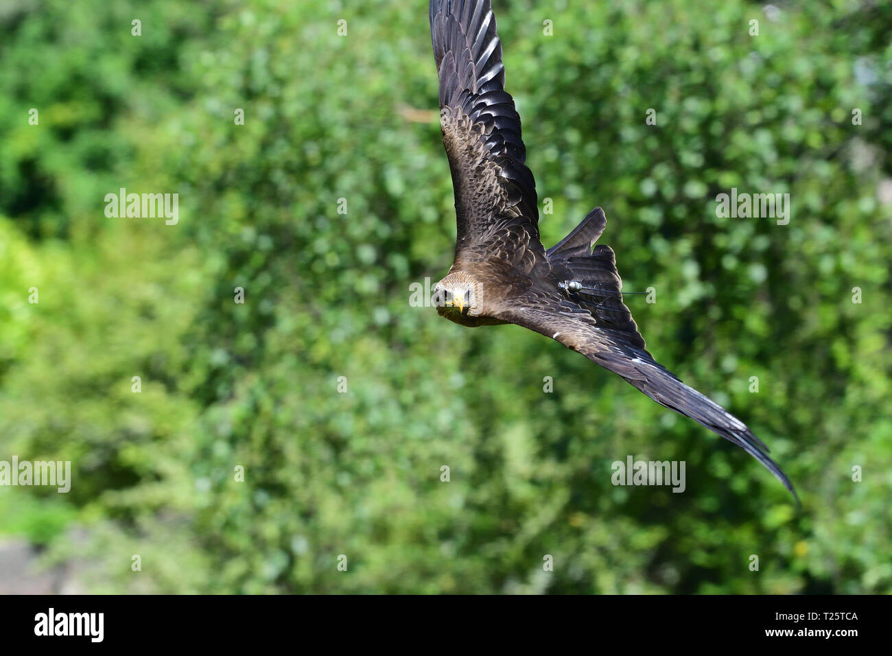 Close up of a black kite (milvus migrans) flying during a falconry ...