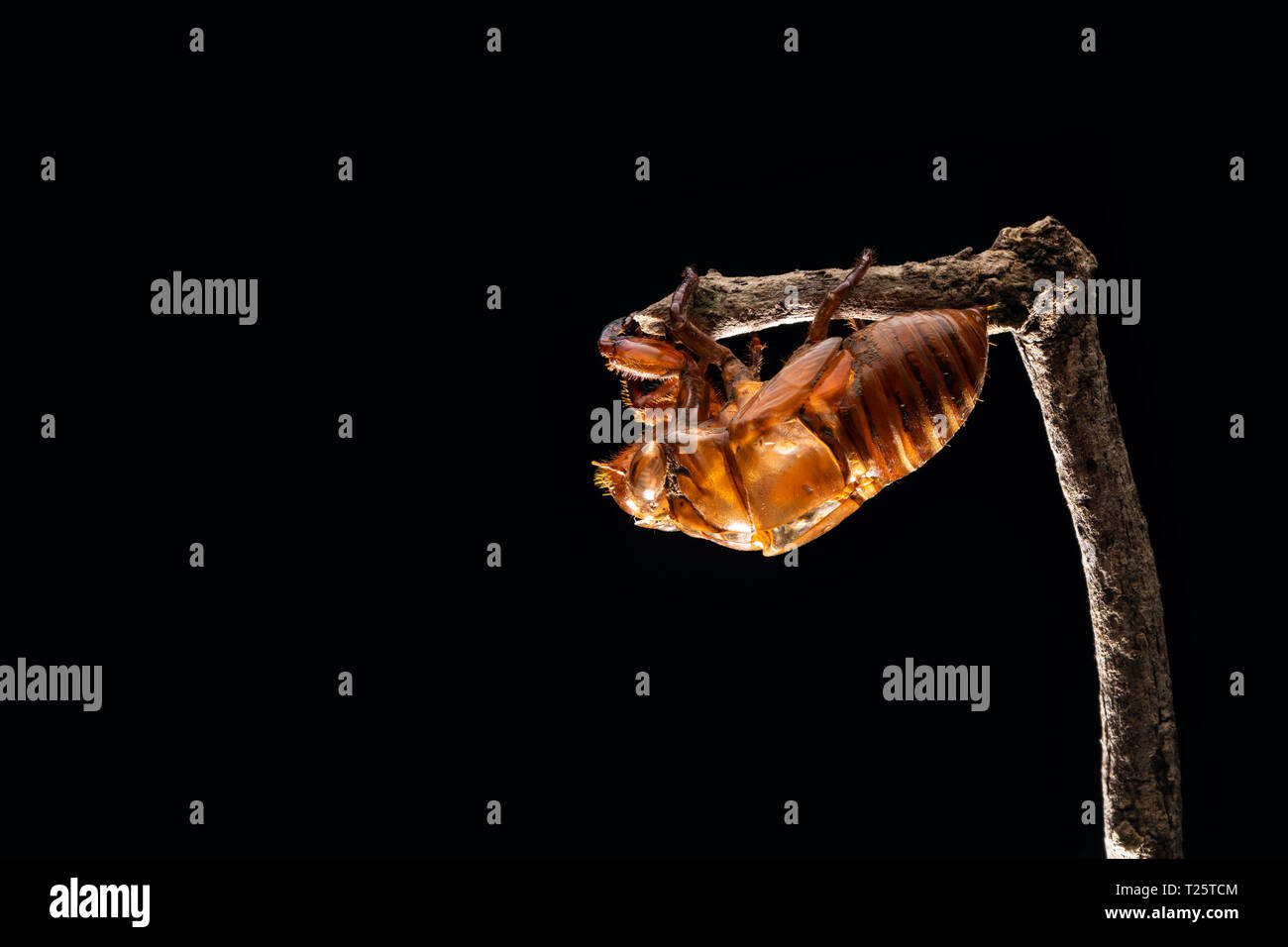 Empty cicada shell hi-res stock photography and images - Alamy