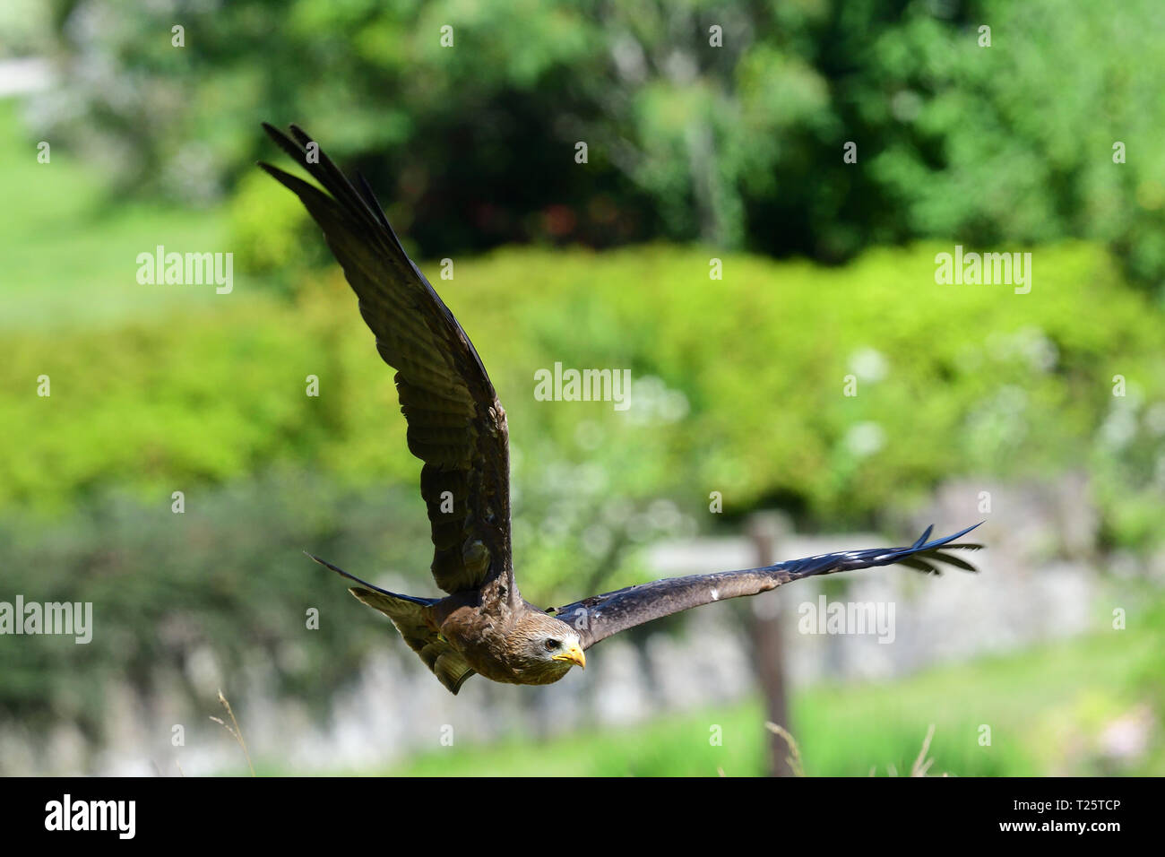 Close up of a black kite (milvus migrans) flying during a falconry ...