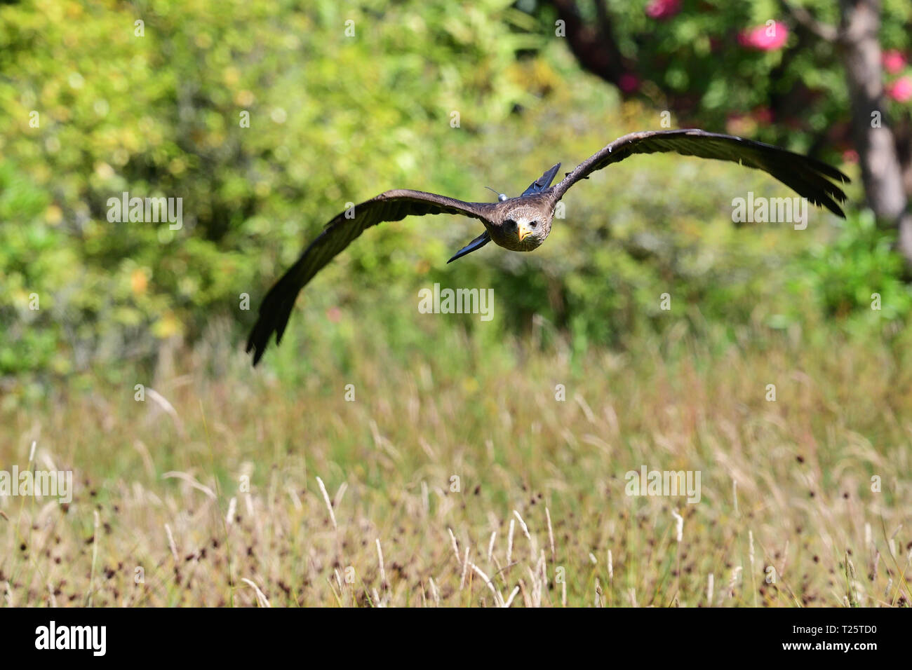 Close up of a black kite (milvus migrans) flying during a falconry ...