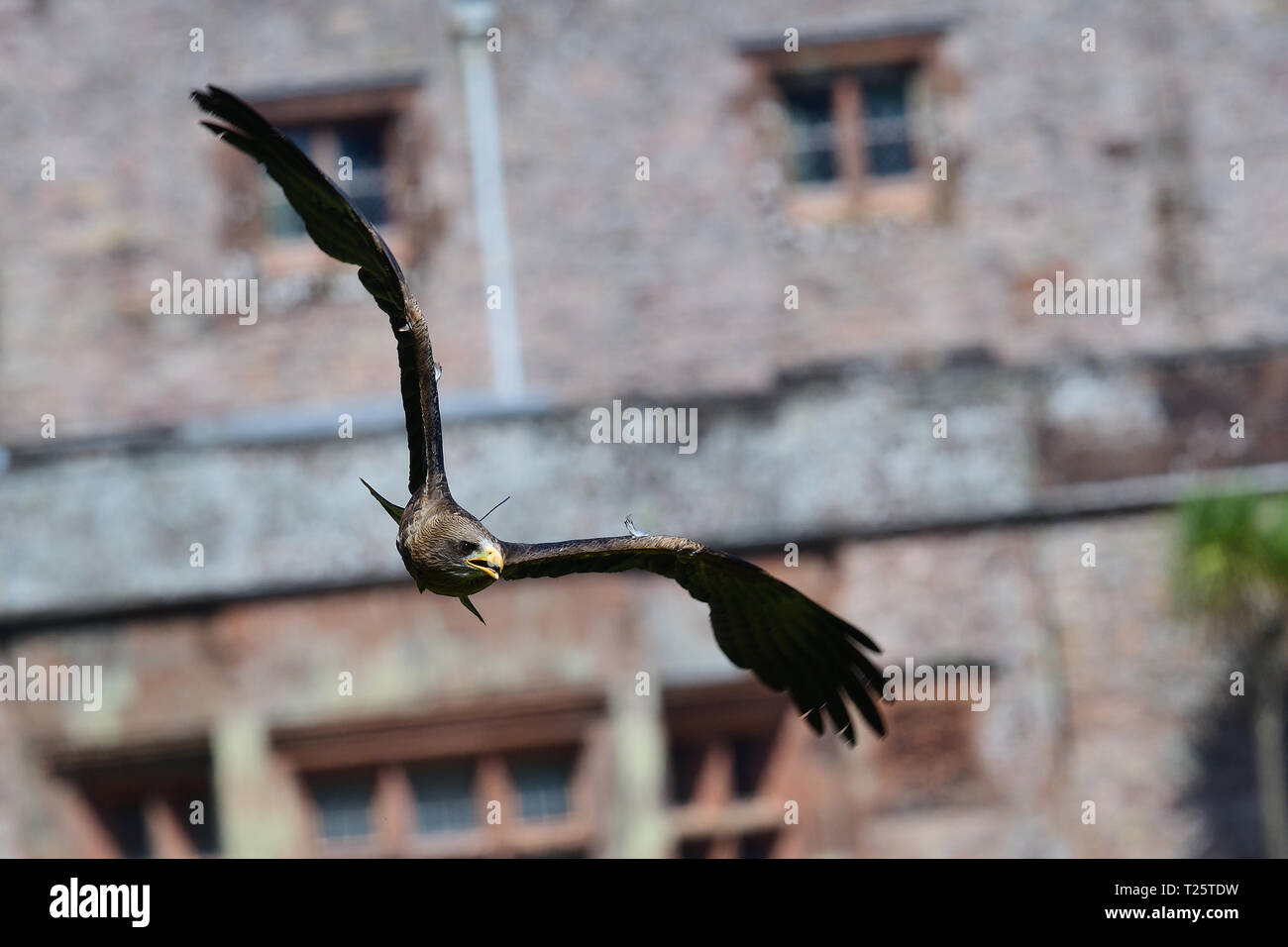 Close up of a black kite (milvus migrans) flying during a falconry ...