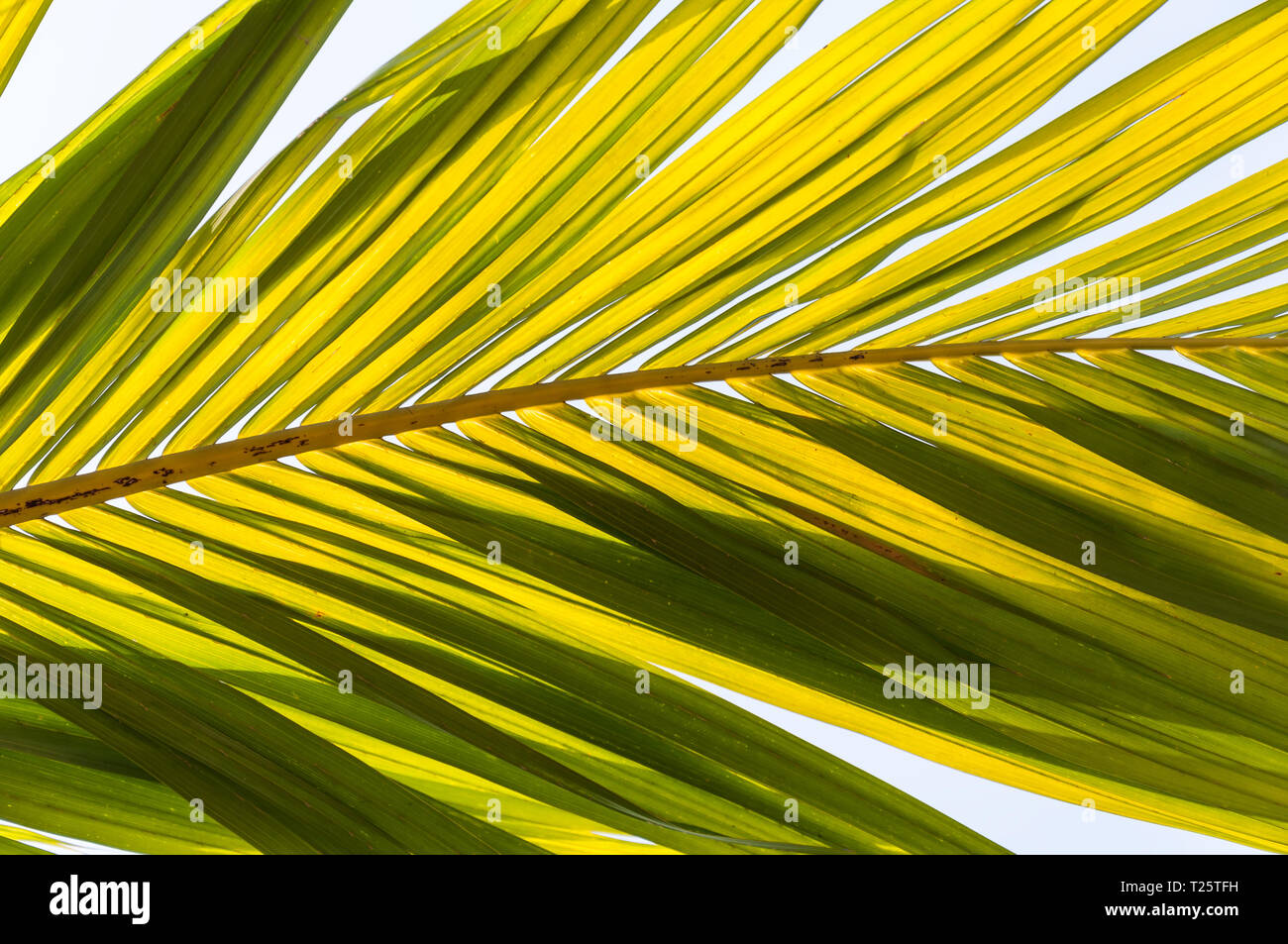 Ornamental plam hi-res stock photography and images - Alamy