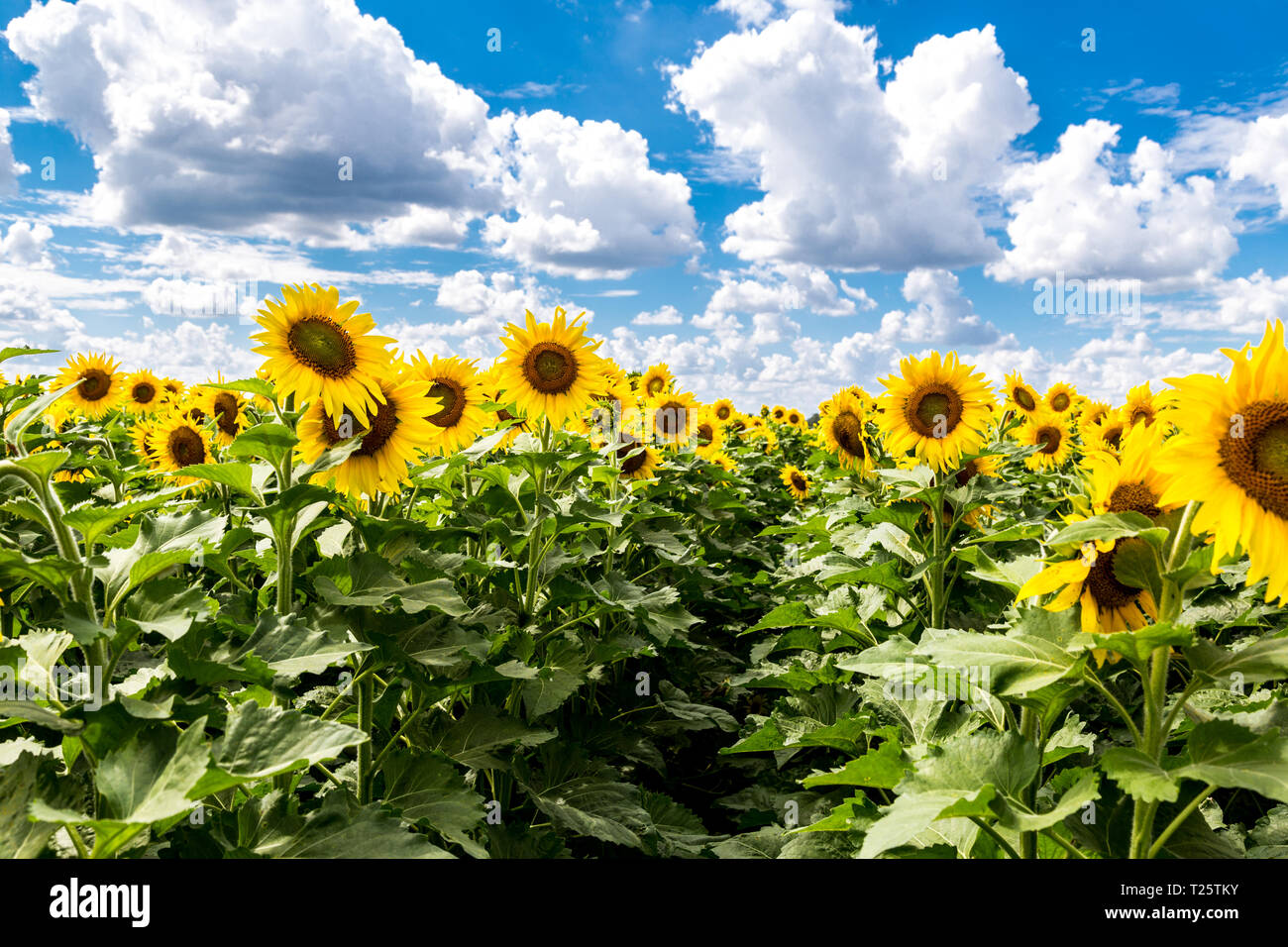 State flower hi-res stock photography and images - Alamy