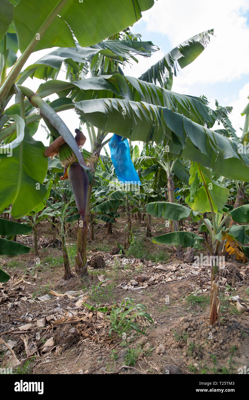 Banana plantation in St Lucia one of the Caribbean Islands taken in ...