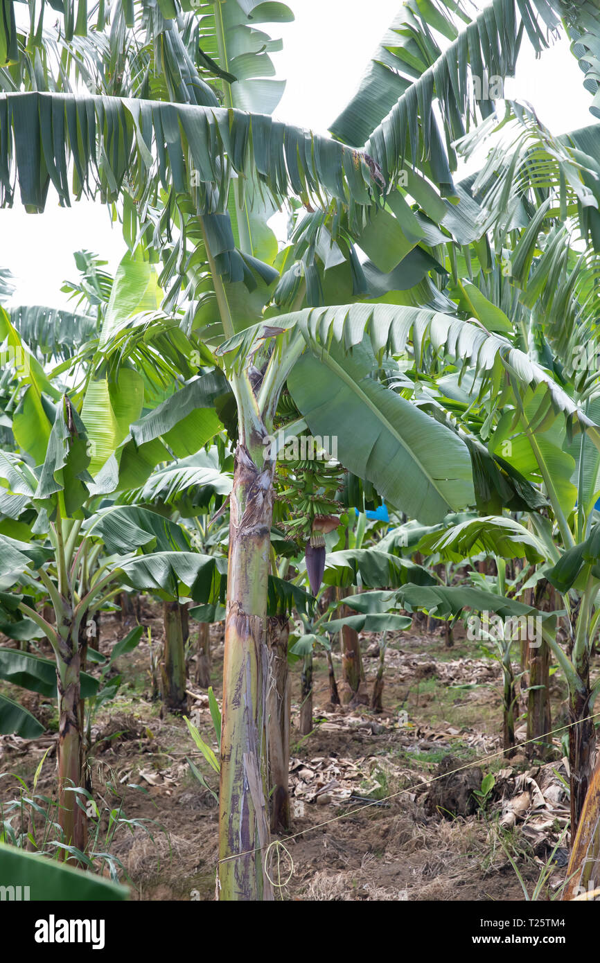 Banana plantation in St Lucia one of the Caribbean Islands taken in ...