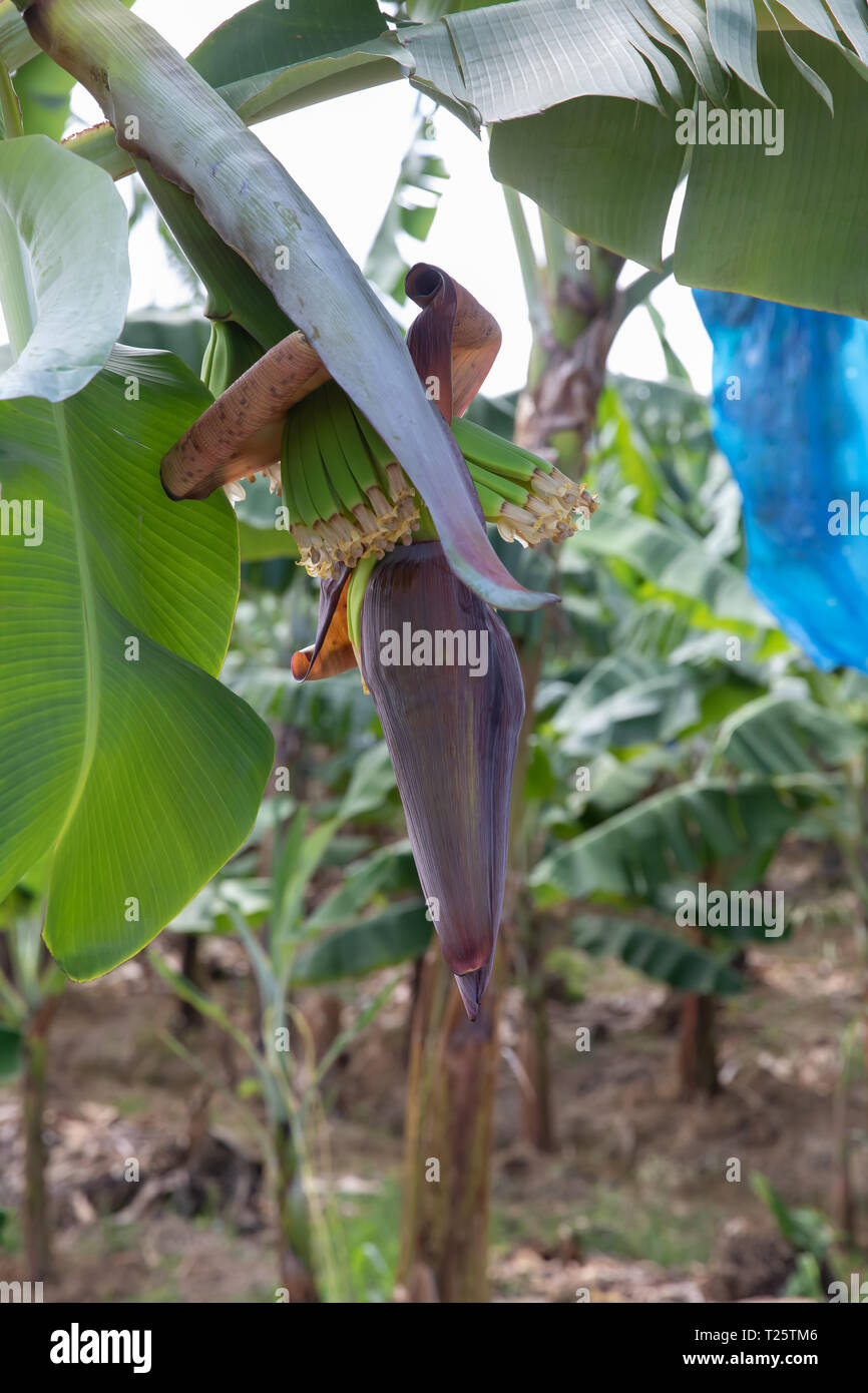 Banana plantation in St Lucia one of the Caribbean Islands taken in ...