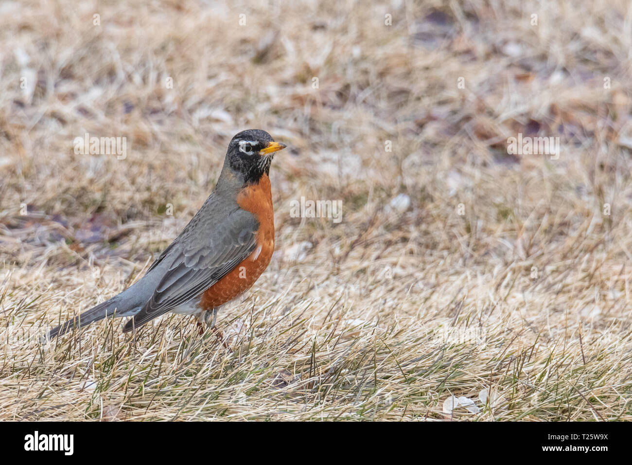 Male robin hi-res stock photography and images - Alamy
