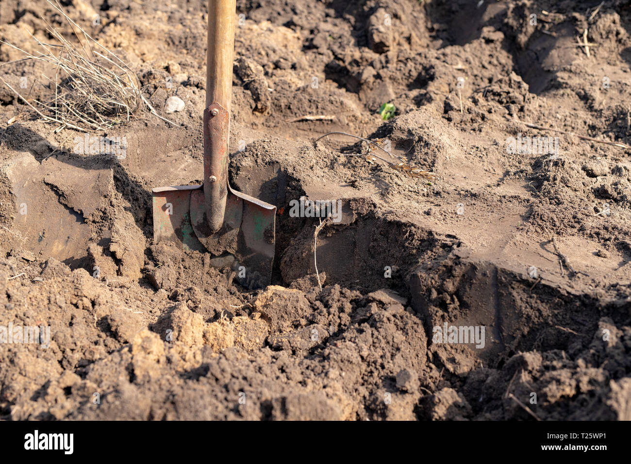 Spade stuck in the ground in a home garden. Garden cleaning works ...