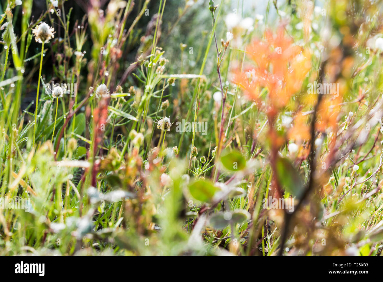 Mediterranean forest in early morning mist - green grass beautiful ...