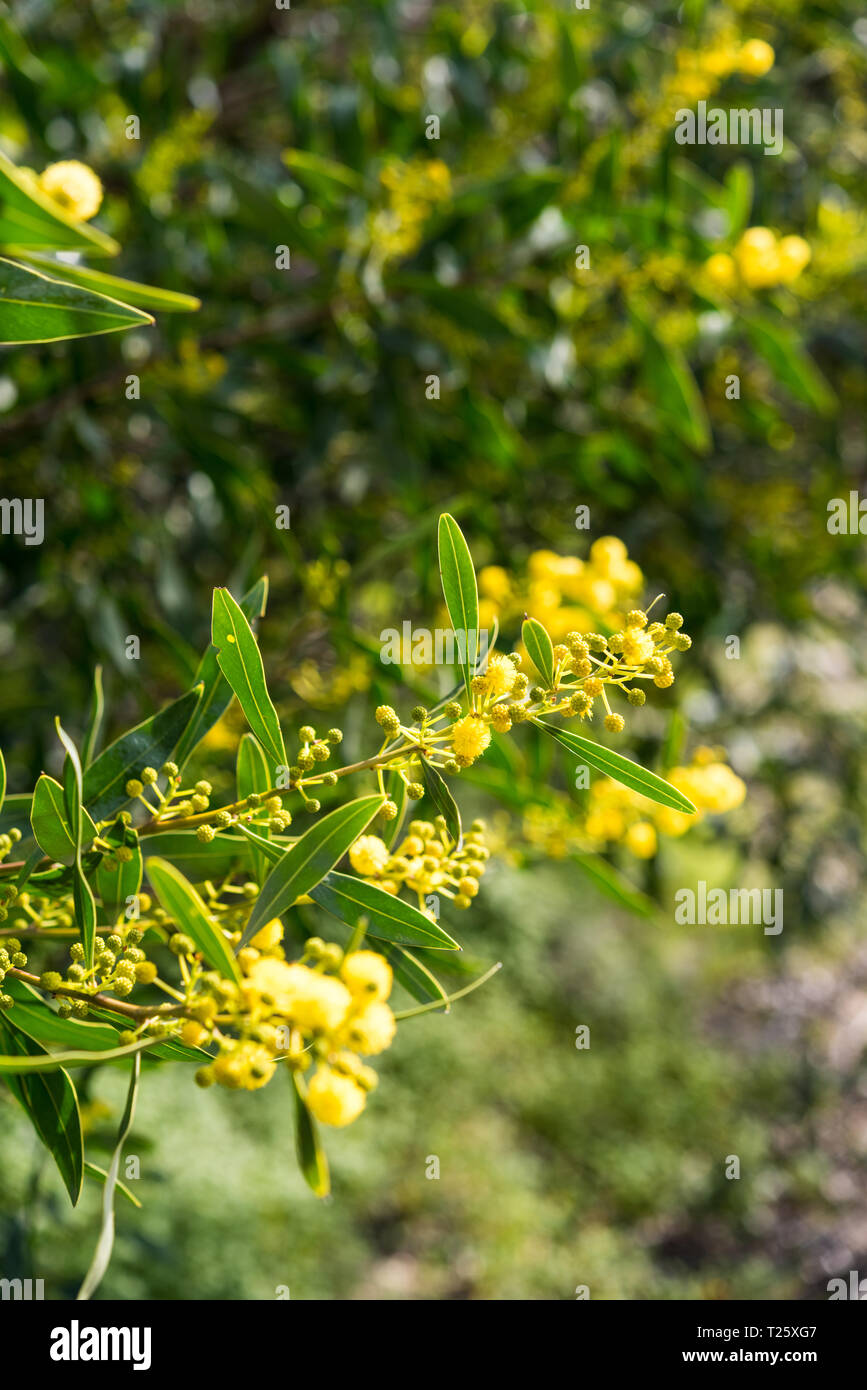 Mediterranean forest in early morning mist - green grass beautiful ...