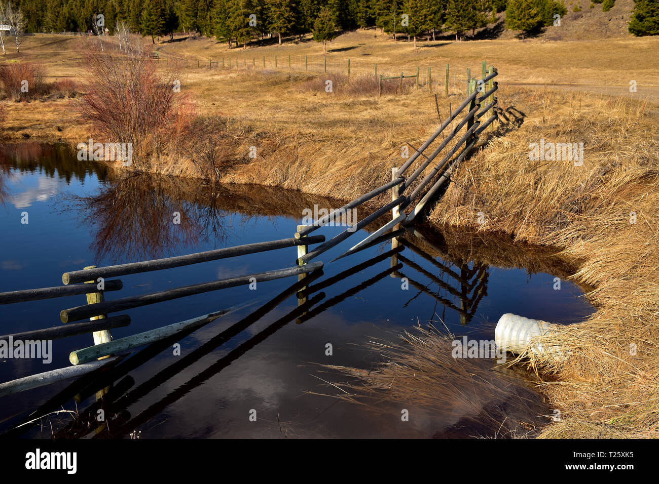 Small pond on a beautiful, sunny day Stock Photo - Alamy