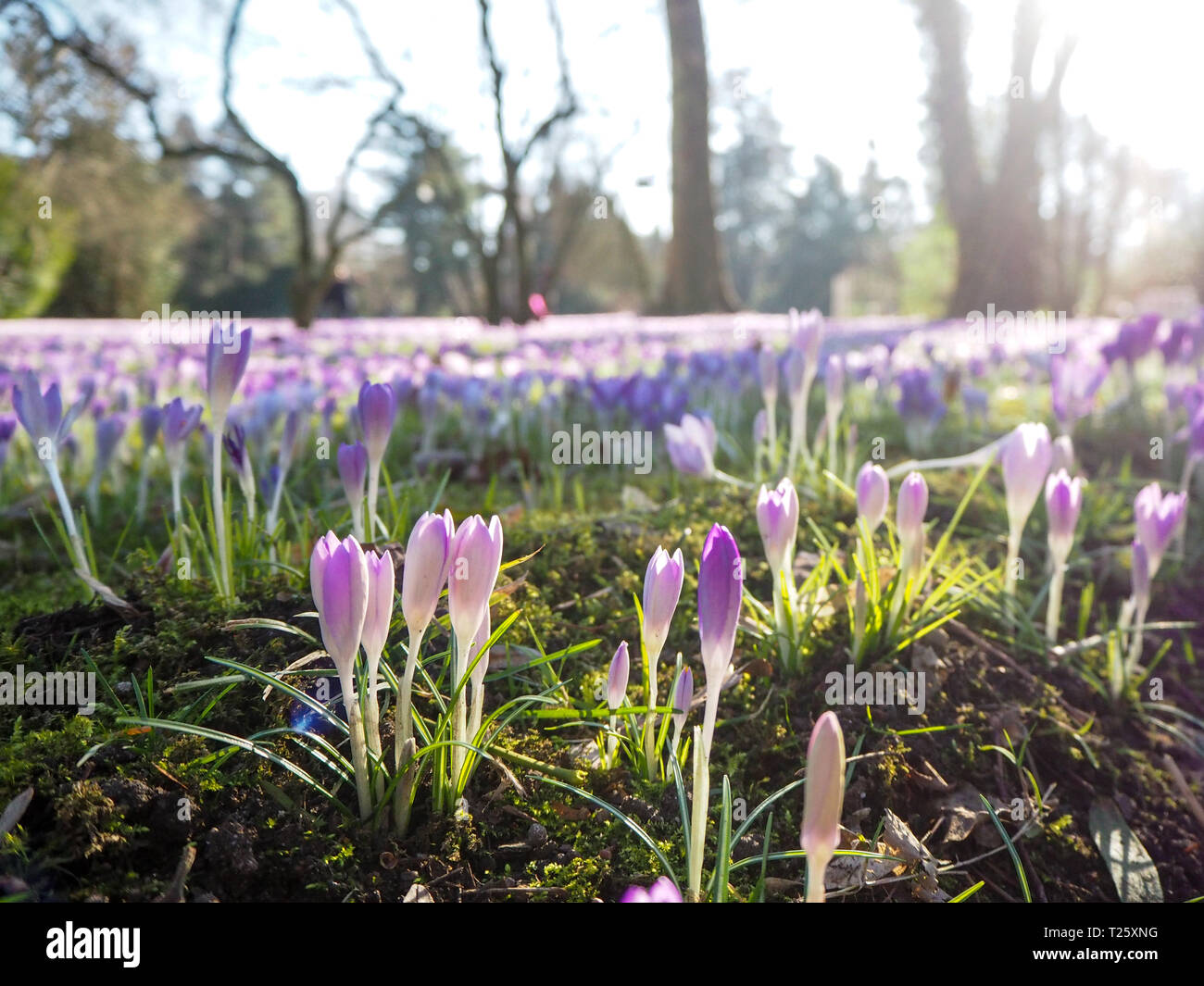 Purple crocuses hi-res stock photography and images - Alamy