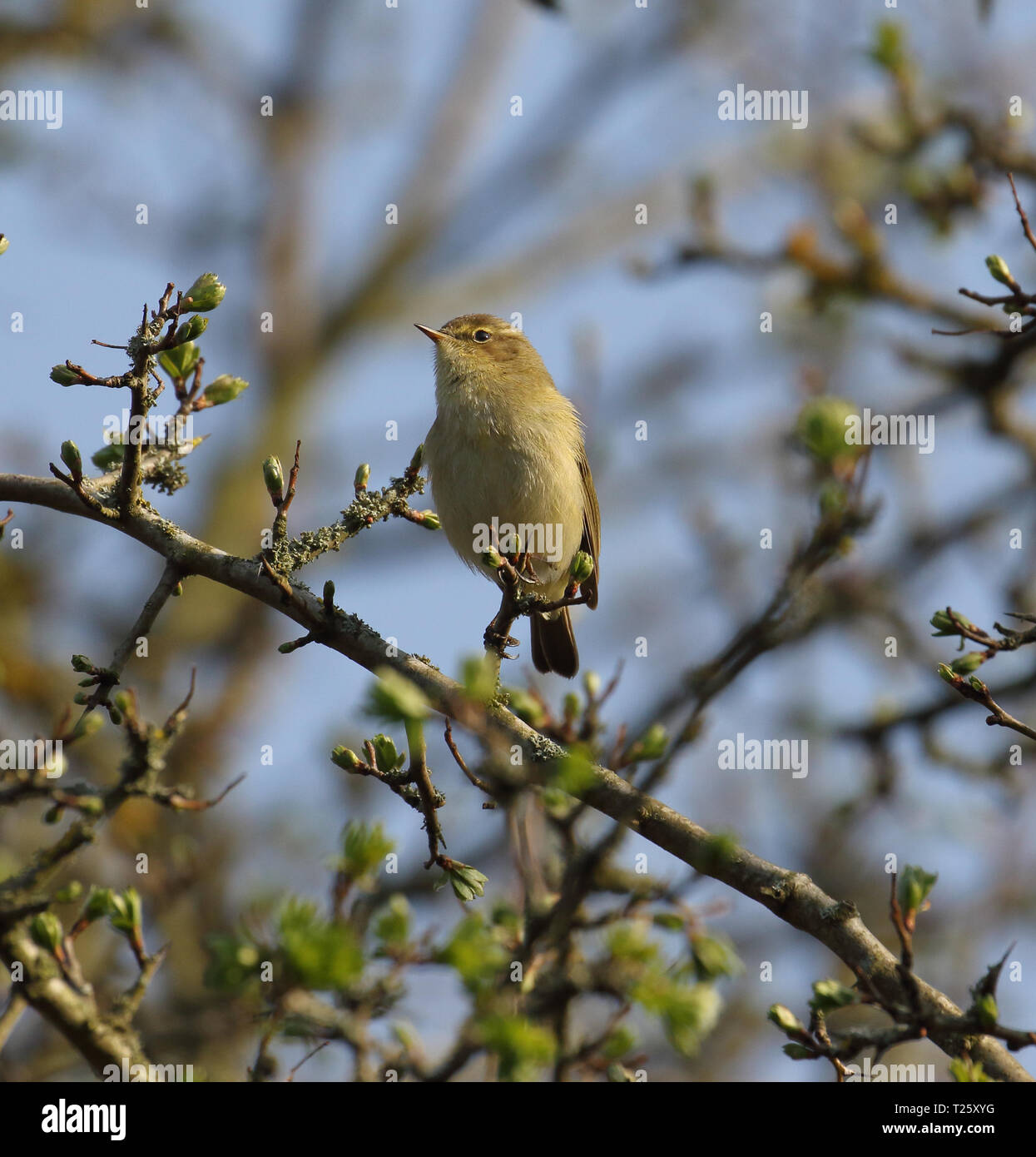 Nest of chiffchaff uk hi-res stock photography and images - Alamy