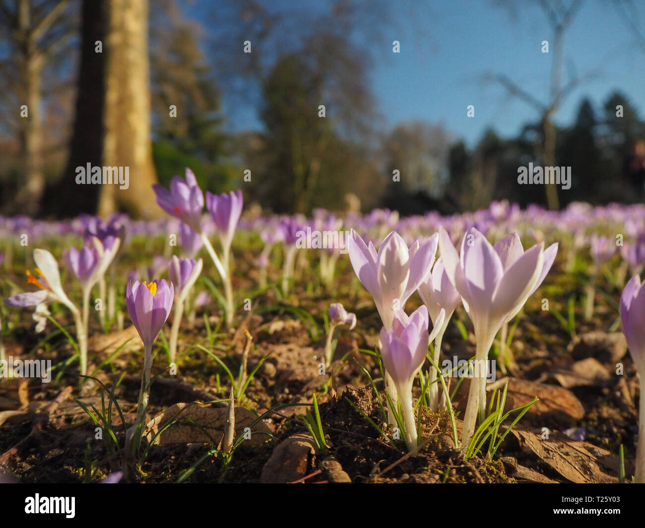 Beautiful meadow with purple crocuses Stock Photo - Alamy