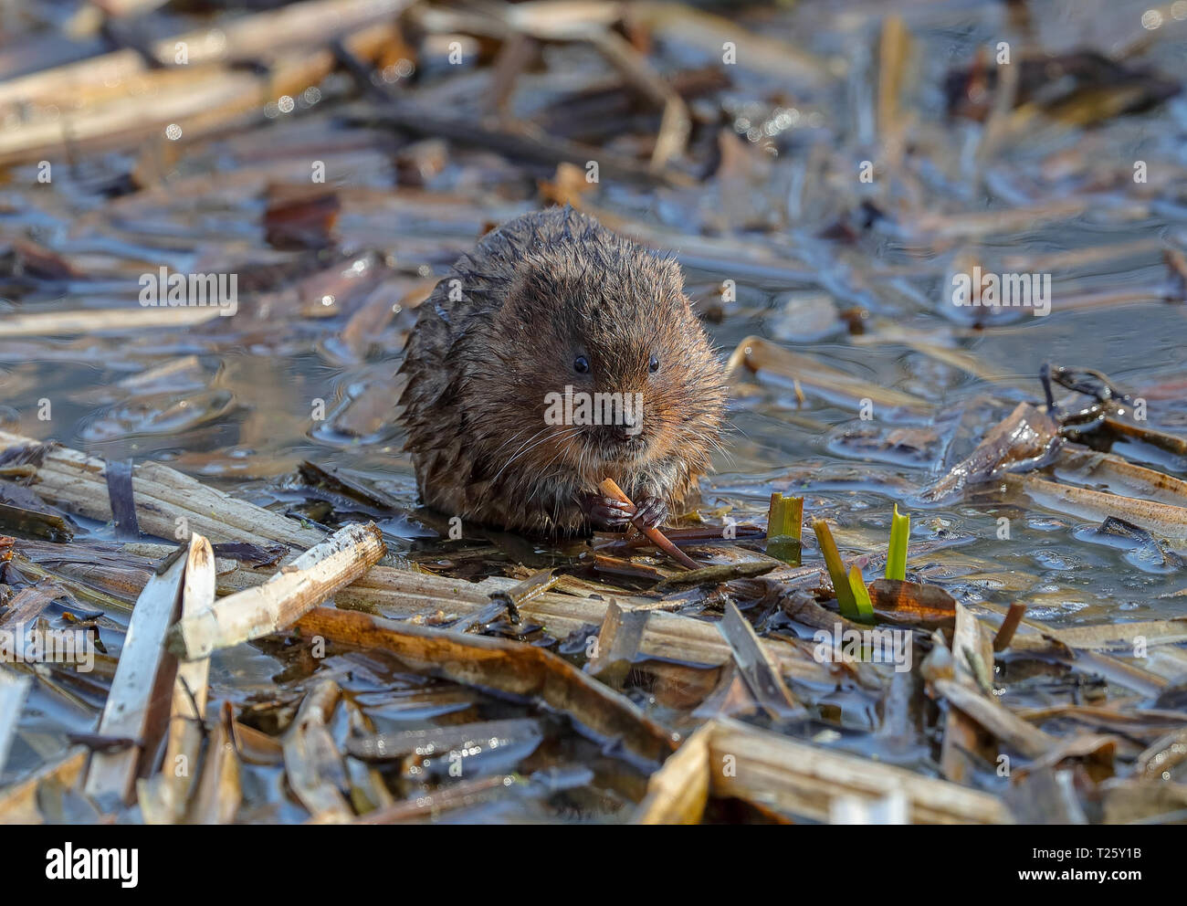 Water vole ( Arvicola amphibious Stock Photo - Alamy