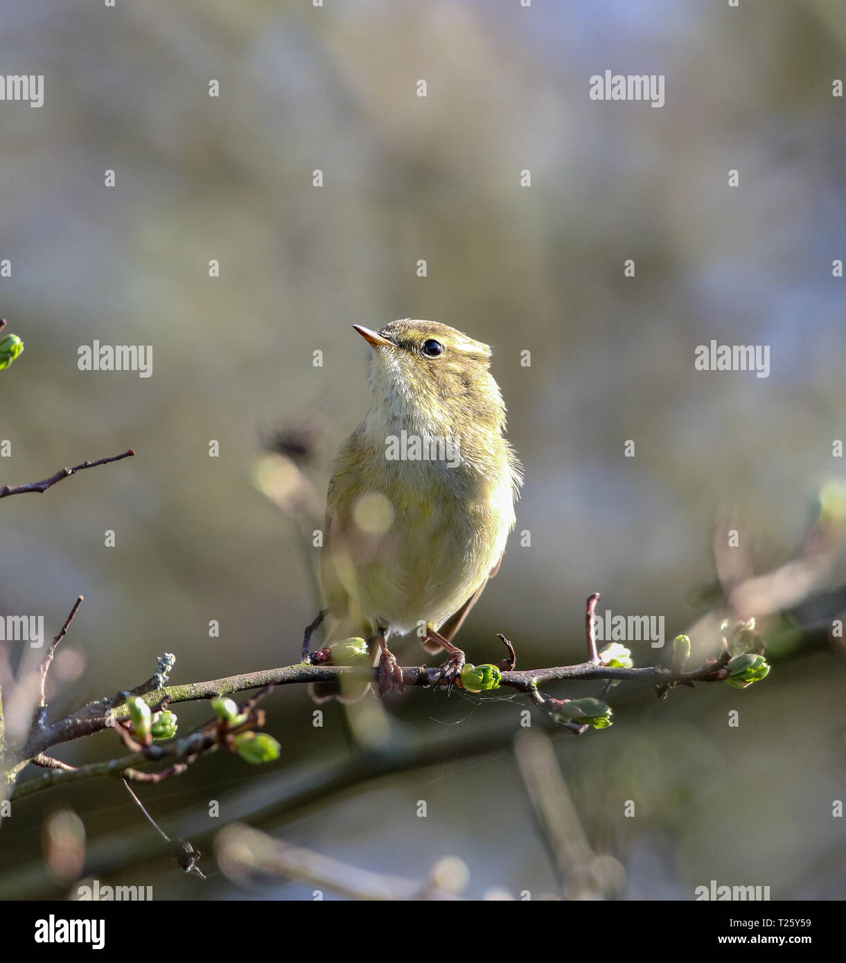 Nest of chiffchaff uk hi-res stock photography and images - Alamy