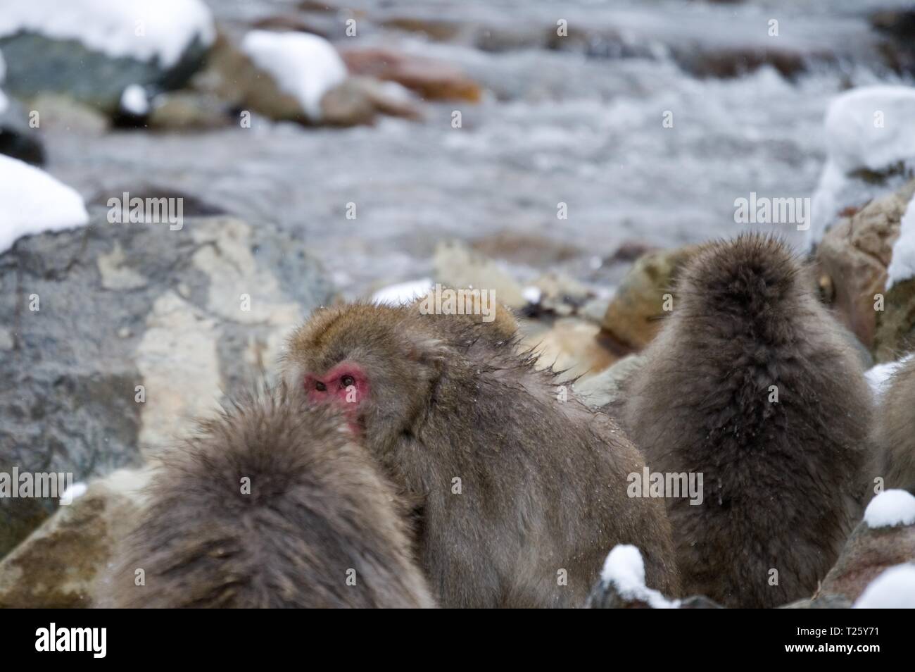 Snow Monkey Looking Back Stock Photo - Alamy