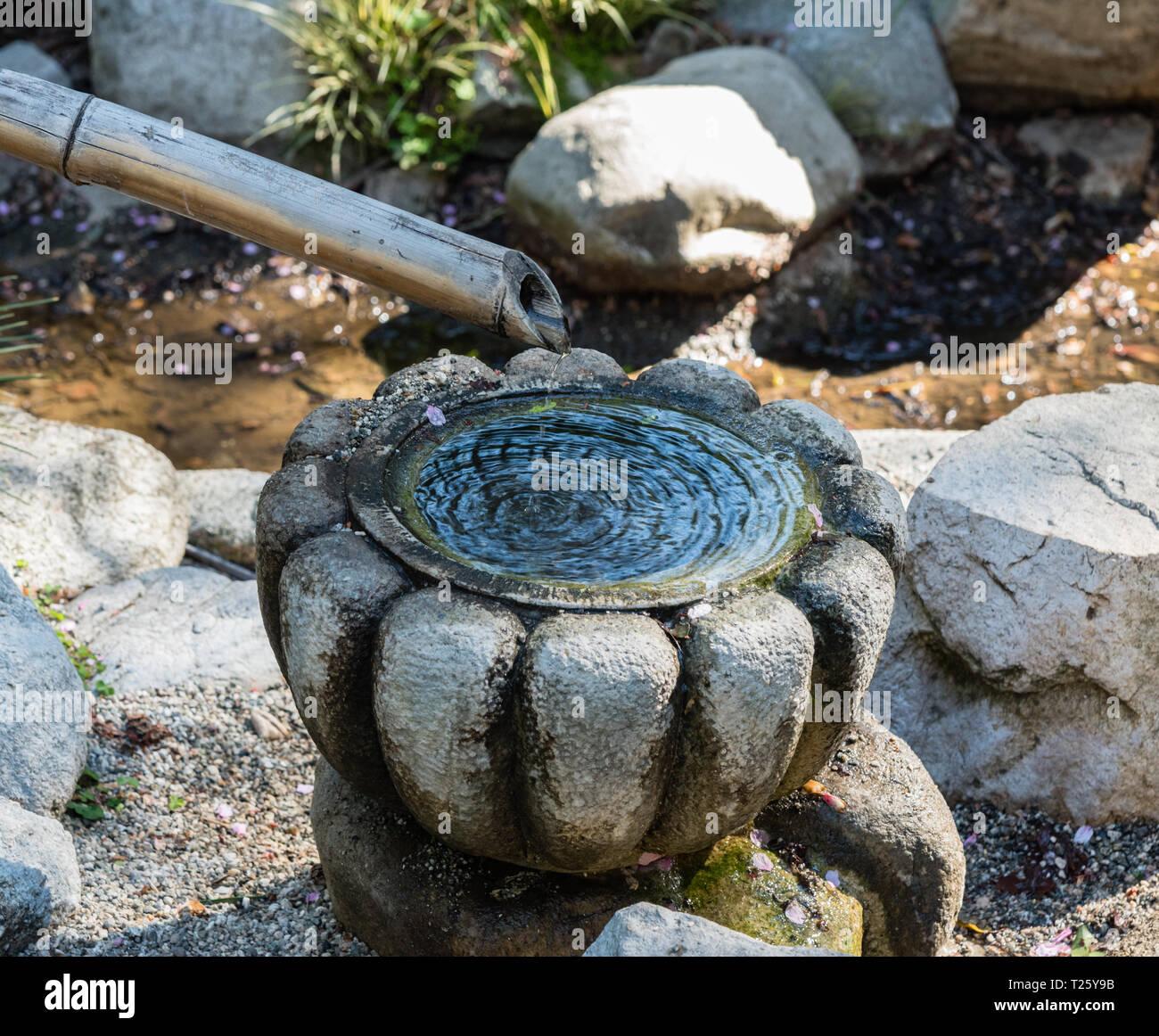 Zen garden detail - water dripping through a bamboo pipe into an ...