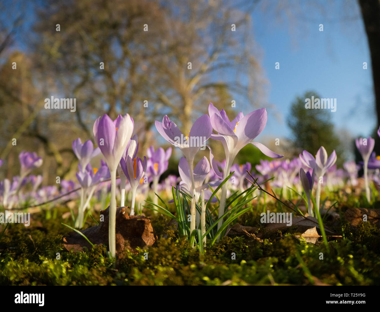 Purple crocuses hi-res stock photography and images - Alamy