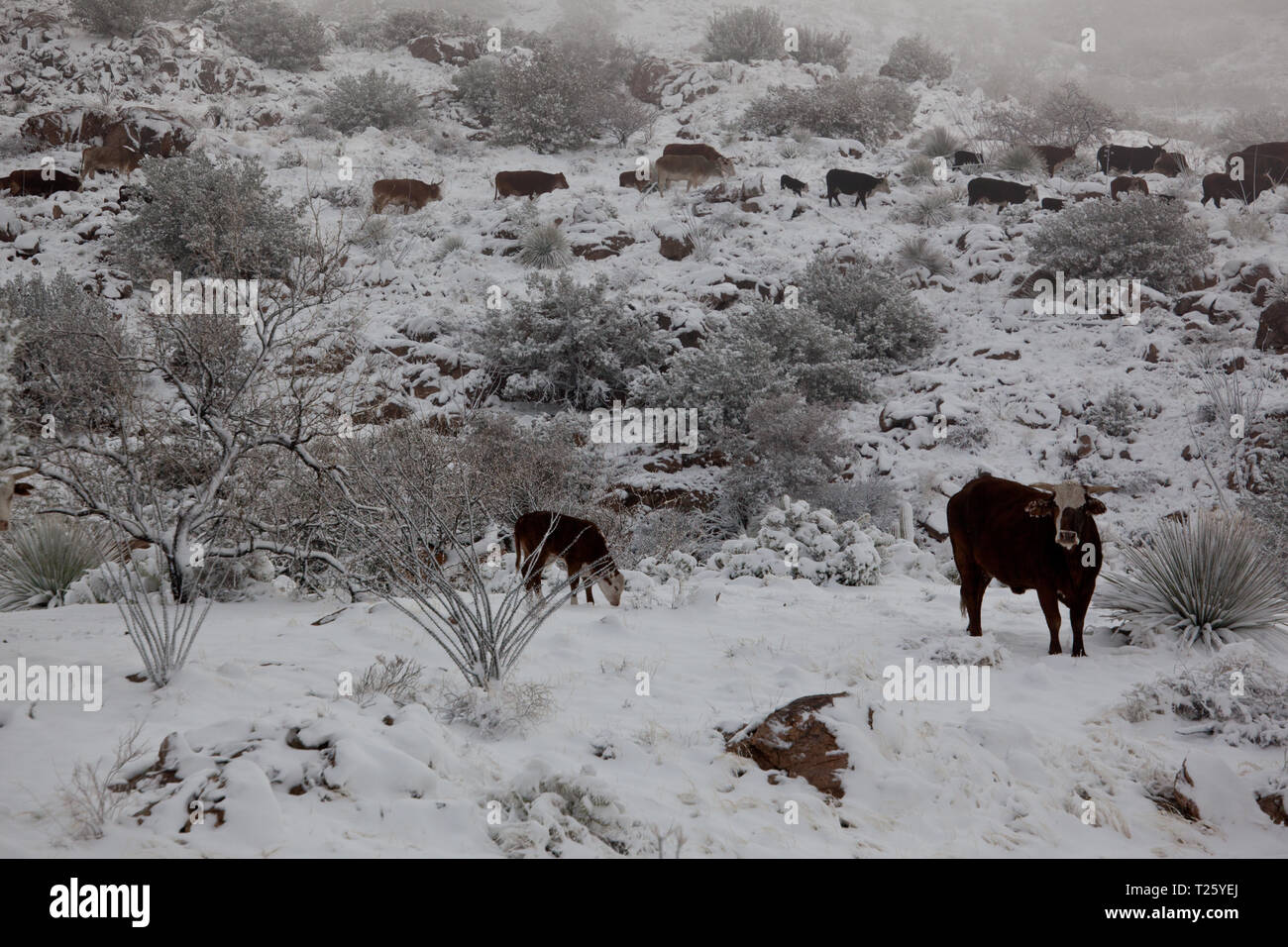 Redington Pass, Pima County, Arizona, USA Stock Photo - Alamy