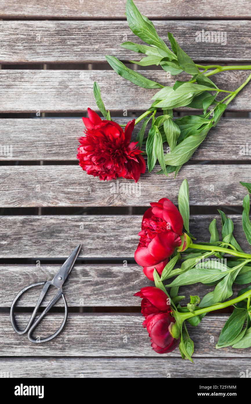 With red peonies hi-res stock photography and images - Alamy