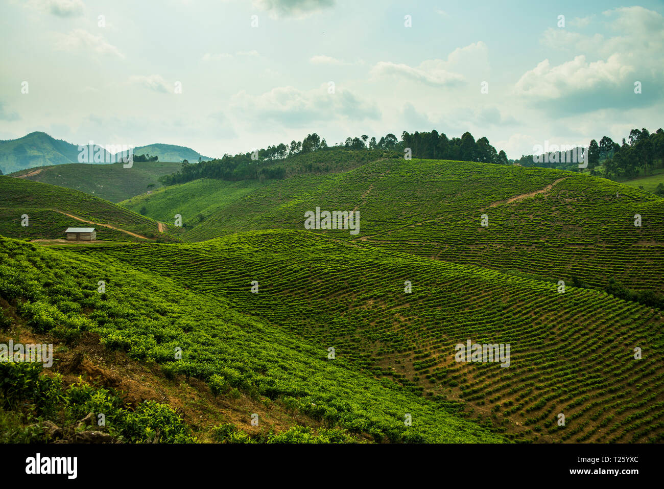 Southern tea hi-res stock photography and images - Alamy