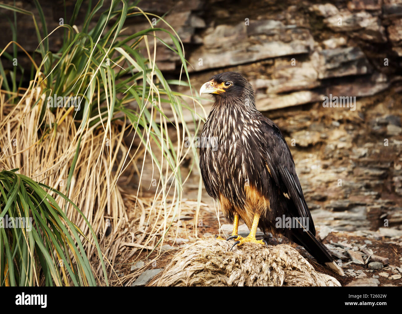 Johnny rook birds falklands hi-res stock photography and images - Alamy