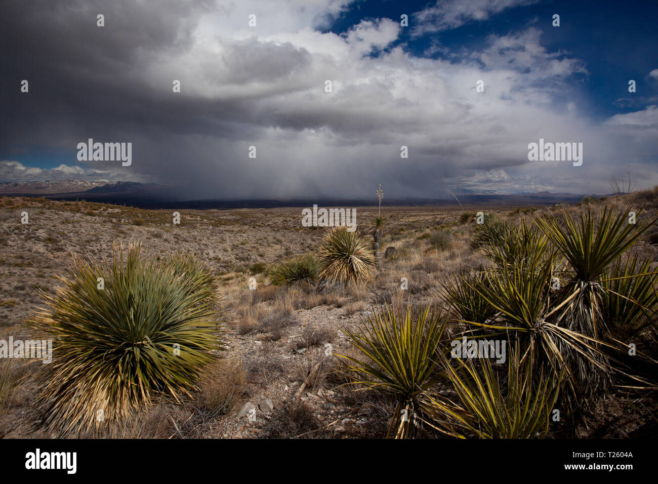 Sonoran desert snow hi-res stock photography and images - Alamy
