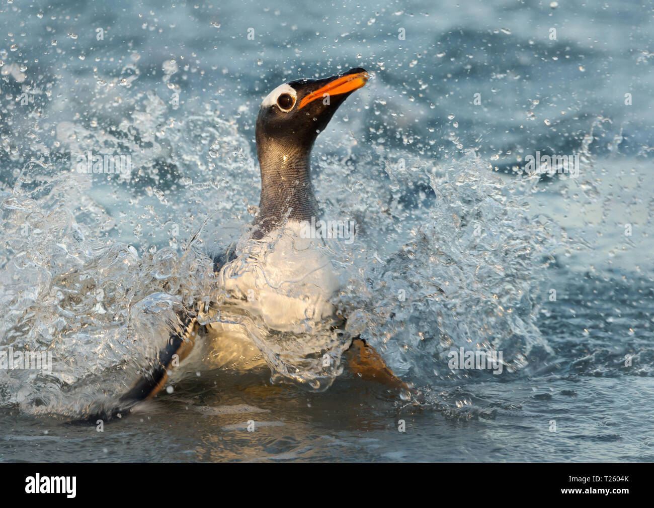 Penguin diving into the water hi-res stock photography and images - Alamy