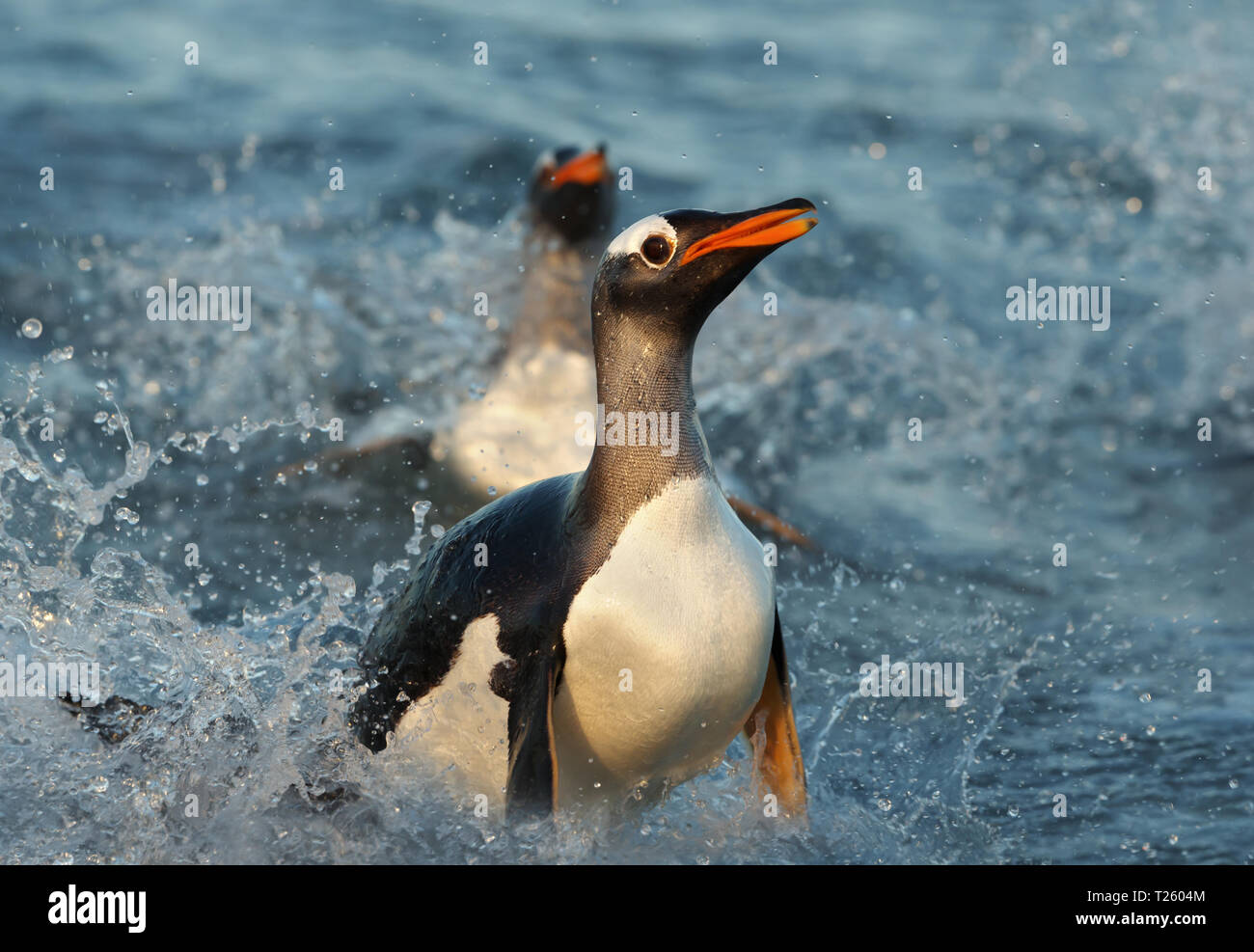 Penguin diving into the water hi-res stock photography and images - Alamy