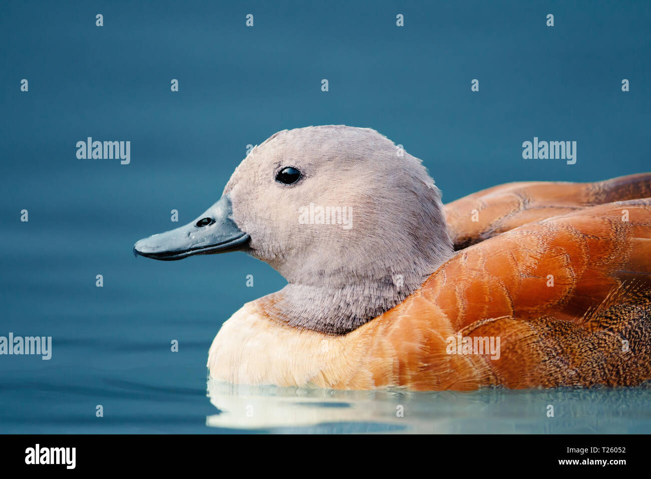 Cape shelduck hi-res stock photography and images - Alamy