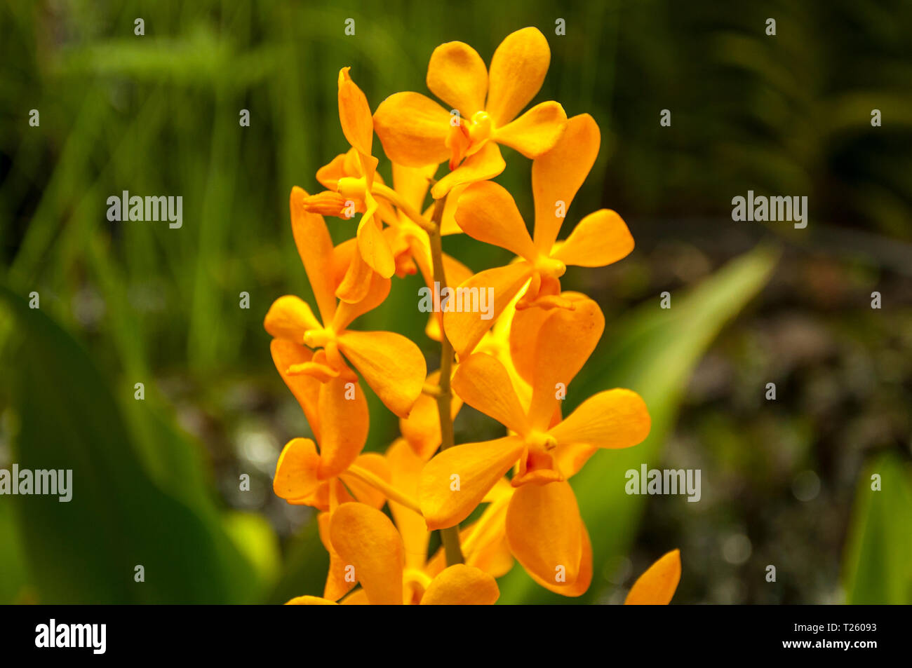 Natural orchids hi-res stock photography and images - Alamy
