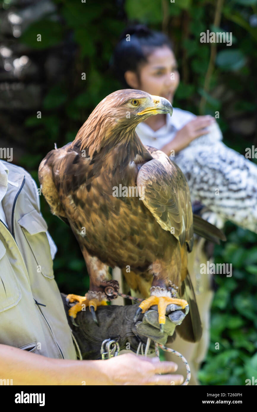 Man feeding falcon eagle on hi-res stock photography and images - Alamy