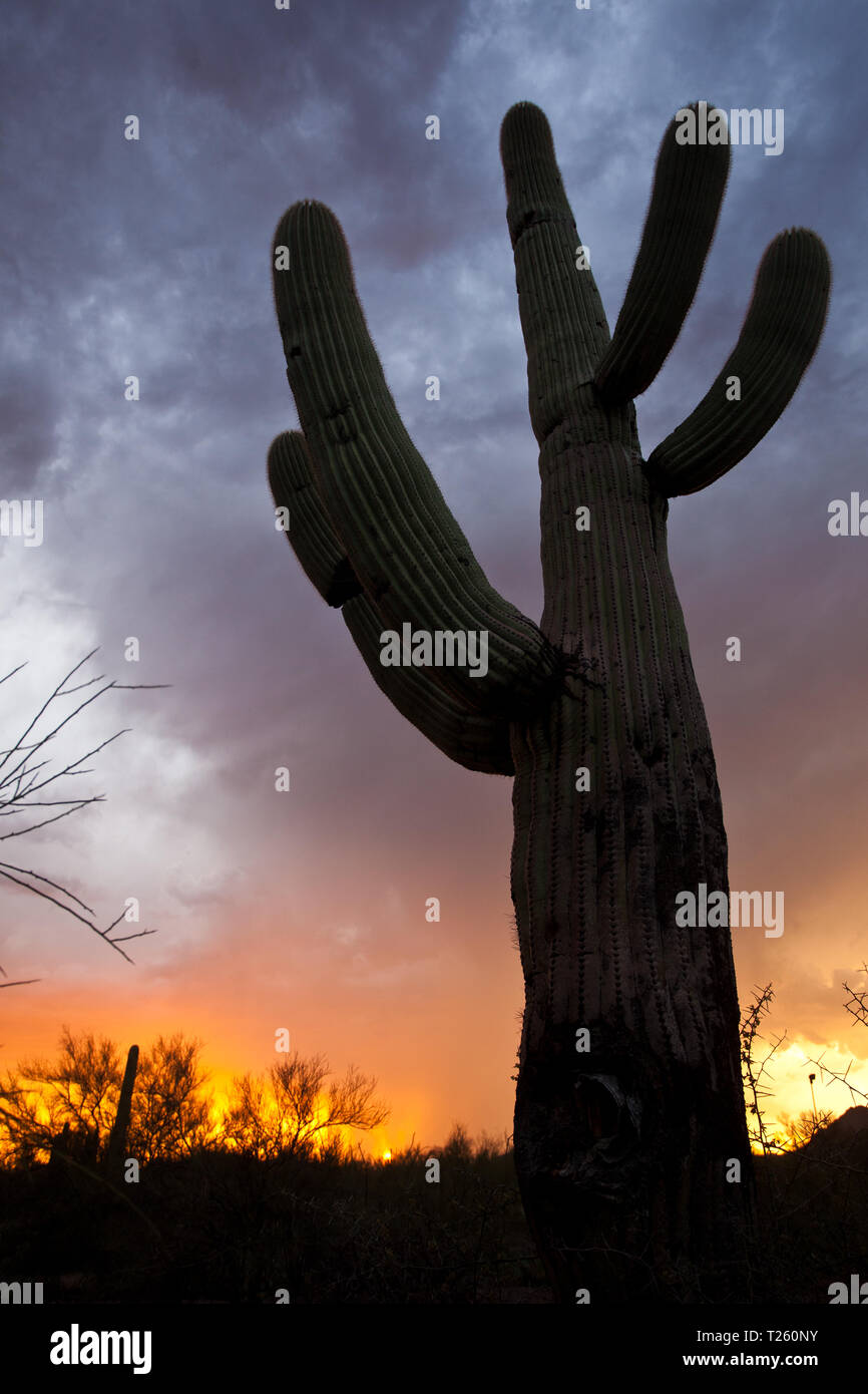 Tucson, Pima County, Arizona, USA Stock Photo - Alamy