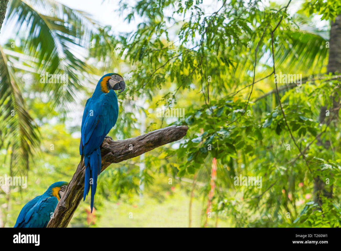 Colorful blue and yellow parrots on tree background Stock Photo - Alamy