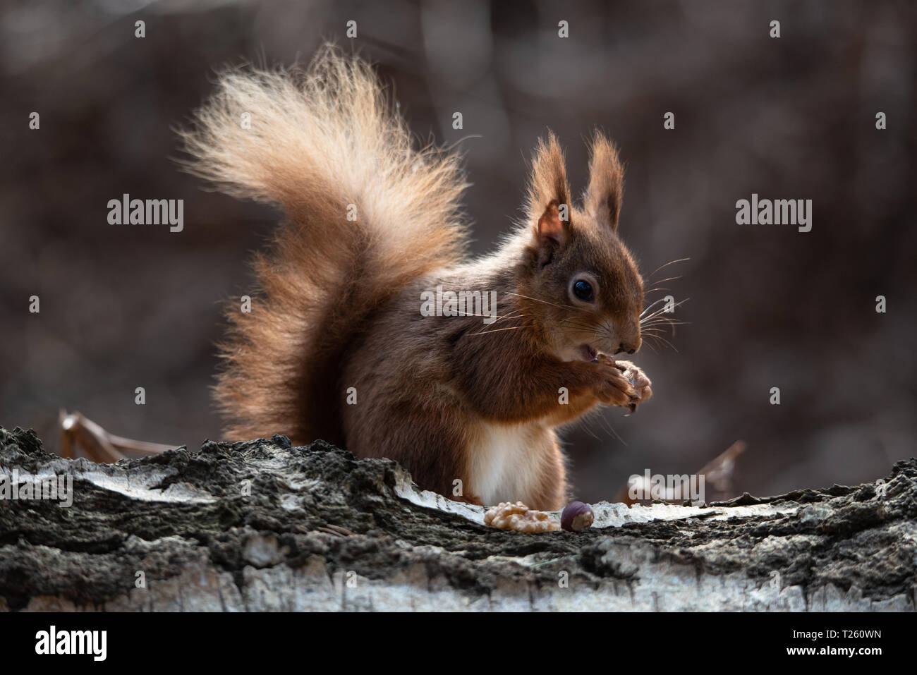 Sitting and eating hi-res stock photography and images - Alamy