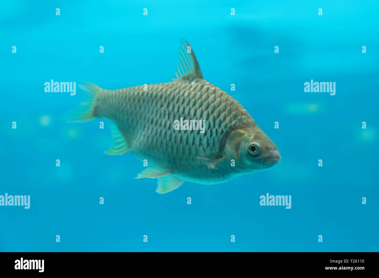 A big carp fish in underwater blue water background Stock Photo - Alamy